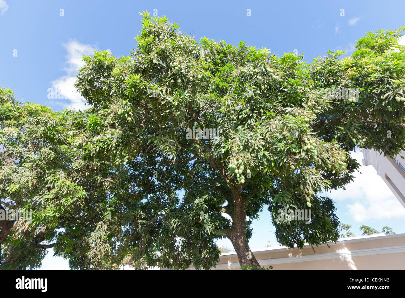 Mango Tree, Joao Pessoa, Paraiba, Brazil, Brasil Stock Photo - Alamy