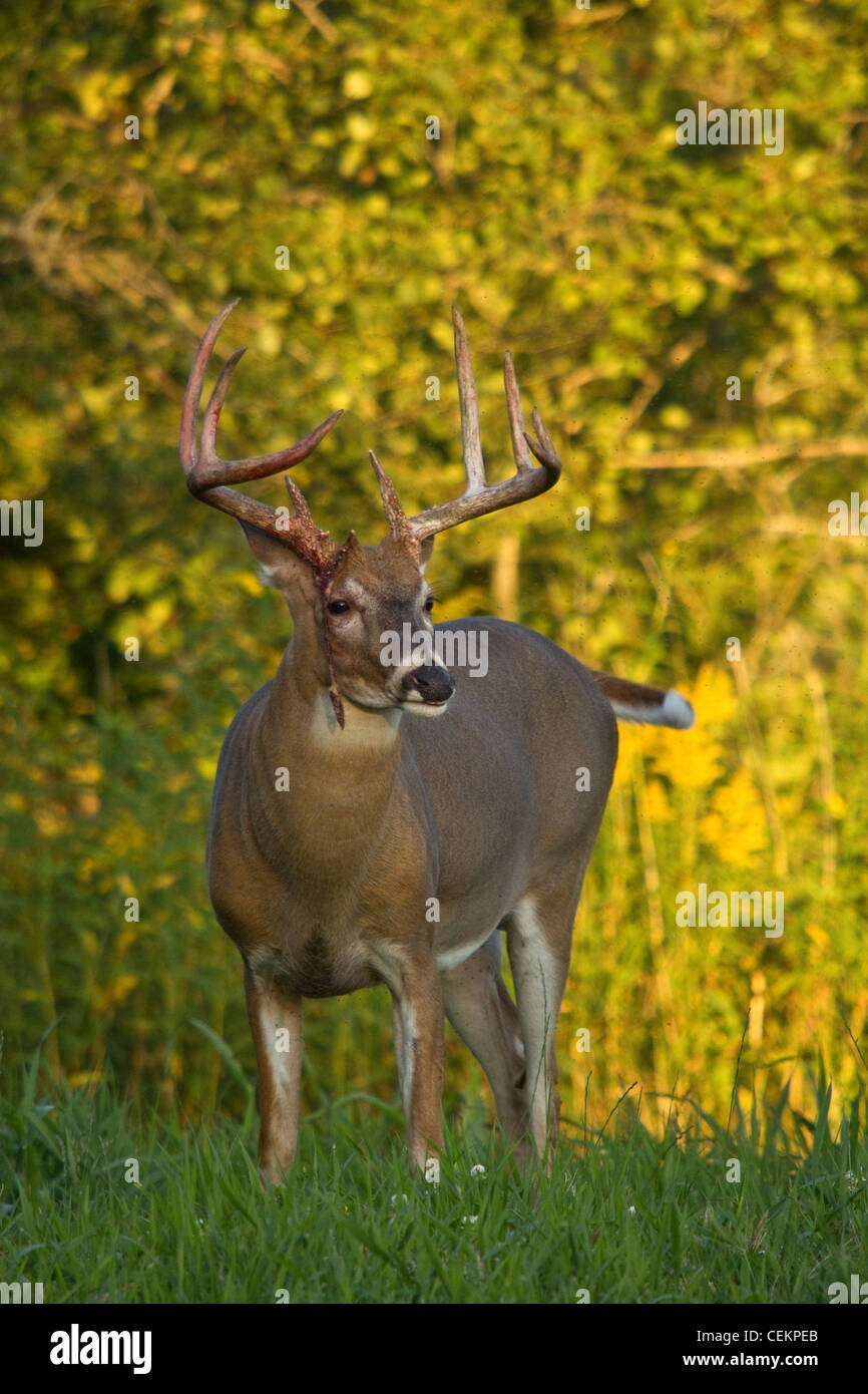White-tailed buck - with velvet hanging from his antlers Stock Photo ...