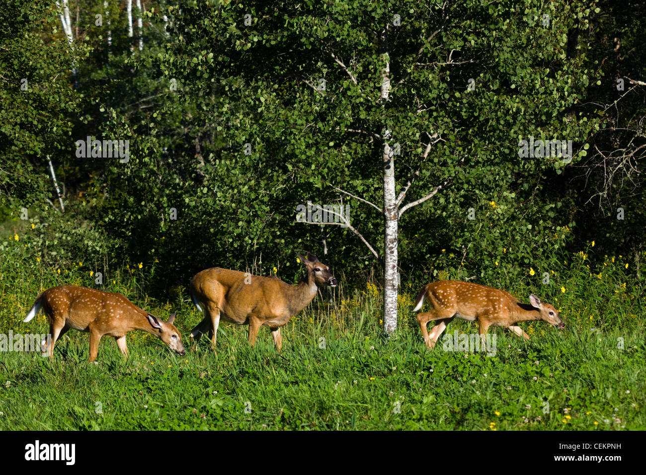 Whitetail doe fawn eating grass hi-res stock photography and images - Alamy