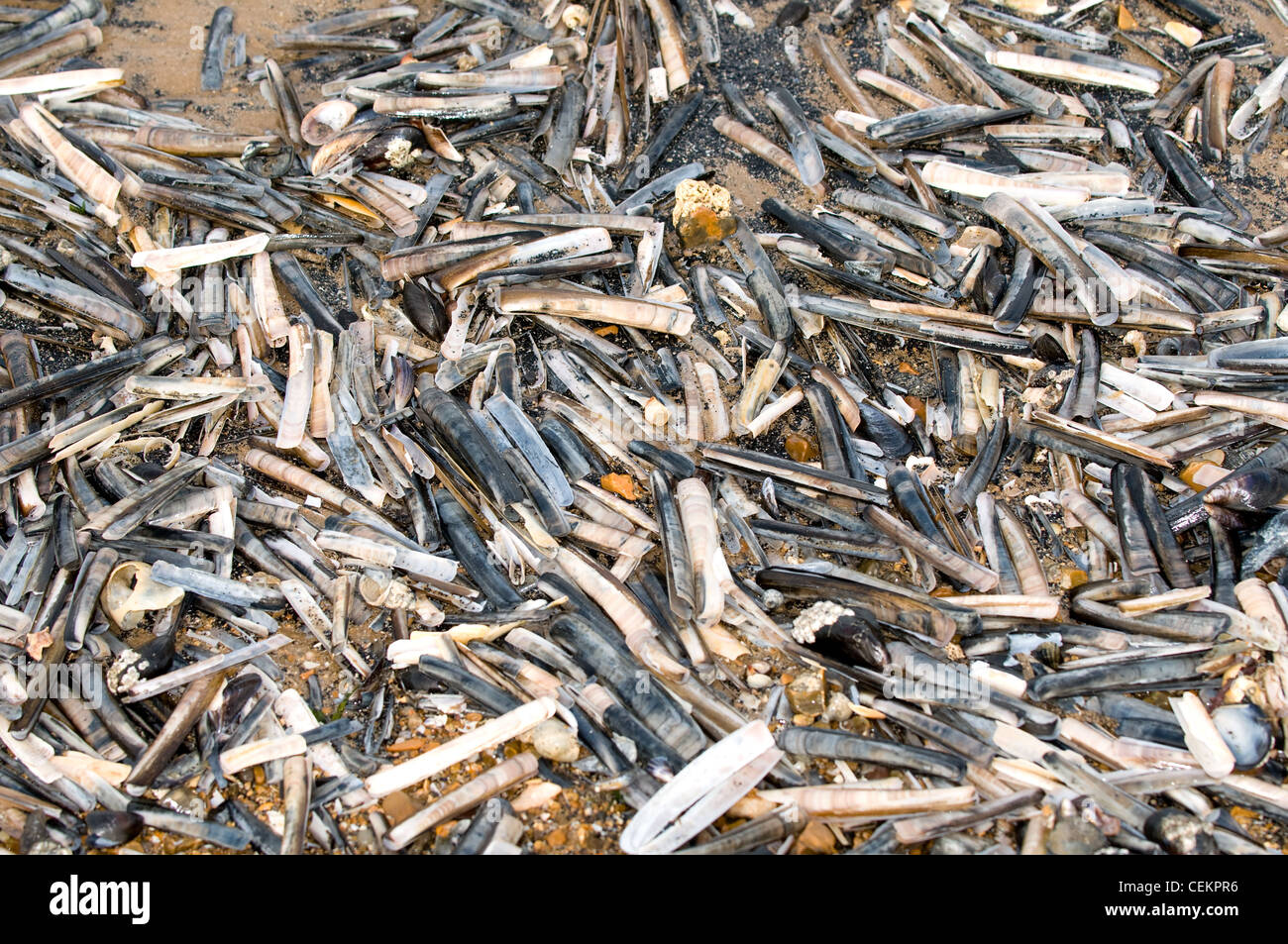 Razor clams beach hi-res stock photography and images - Alamy