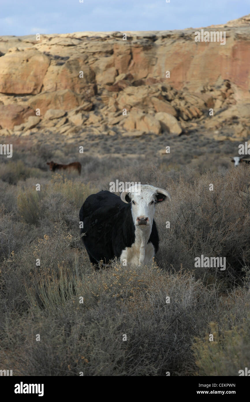 Cow in desert New Mexico Stock Photo - Alamy