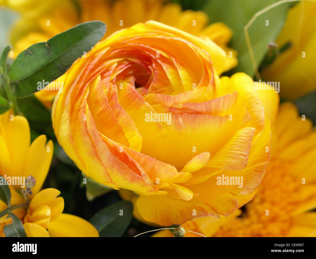 bloom from a Persian Buttercup flower / Blüte einer Ranunkel Stock ...