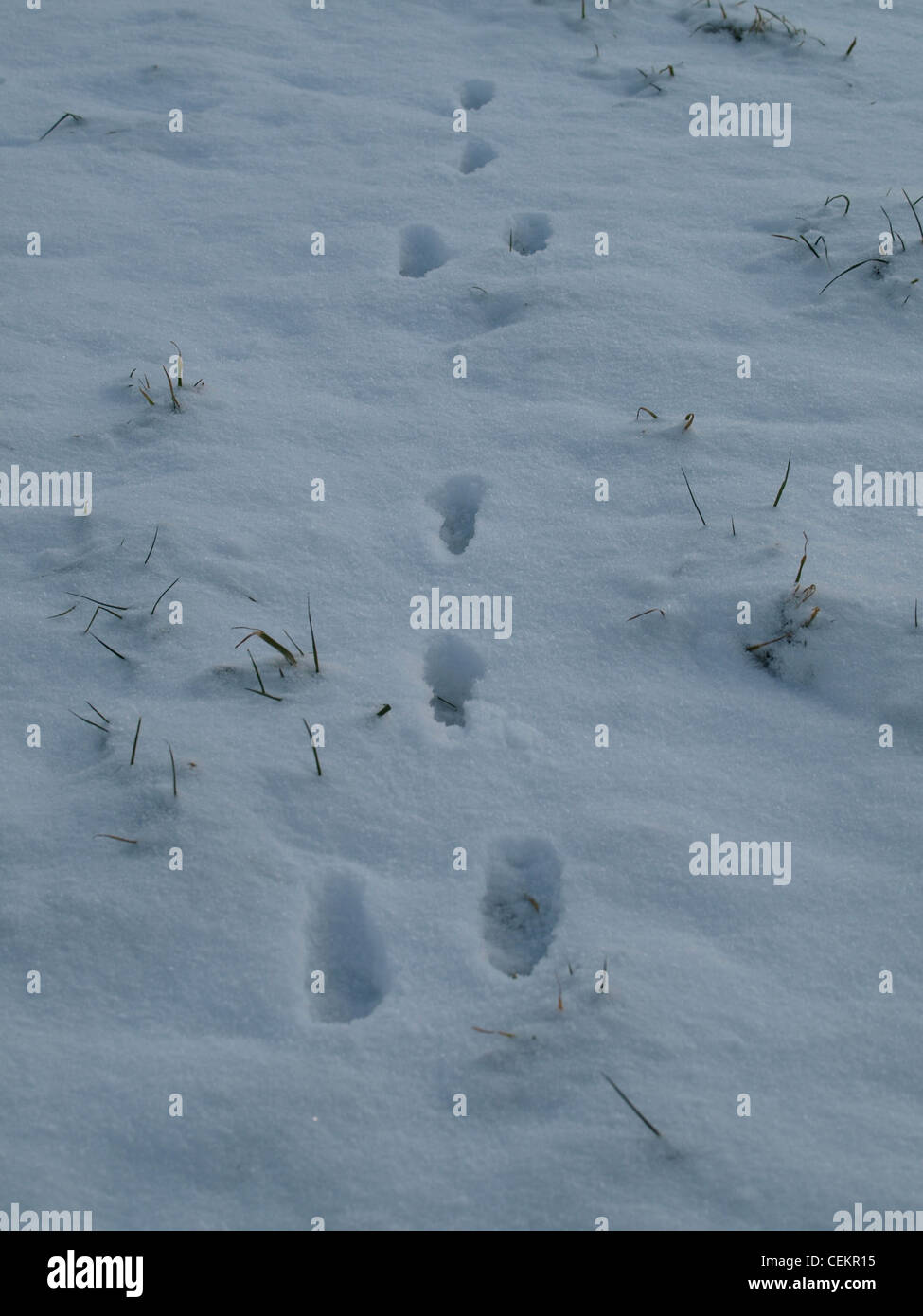 Rabbit tracks in snow hi-res stock photography and images - Alamy