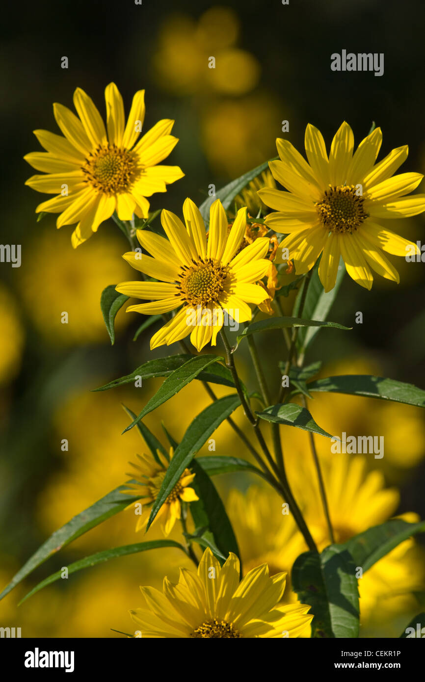 Giant sunflower helianthus giganteus hi-res stock photography and ...