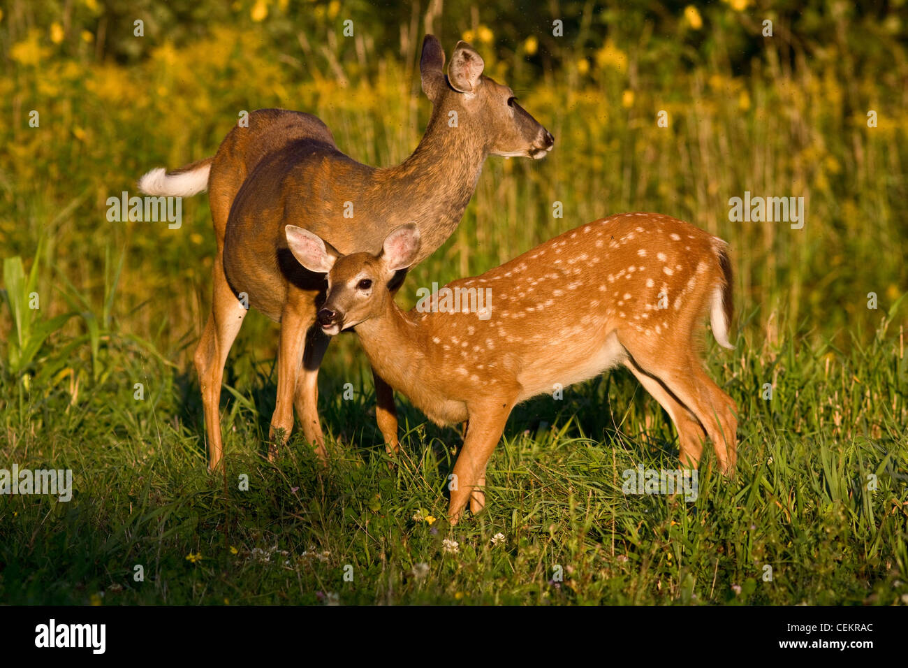 White-tailed doe with fawn Stock Photo - Alamy