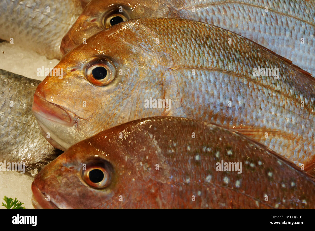 Fresh fish in Sydney Fish Market in Sydney Australia Stock Photo - Alamy