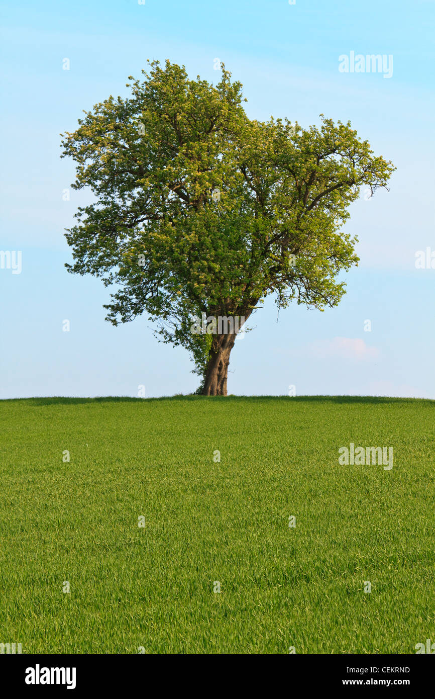 Lone Single Pasture High Resolution Stock Photography and Images - Alamy