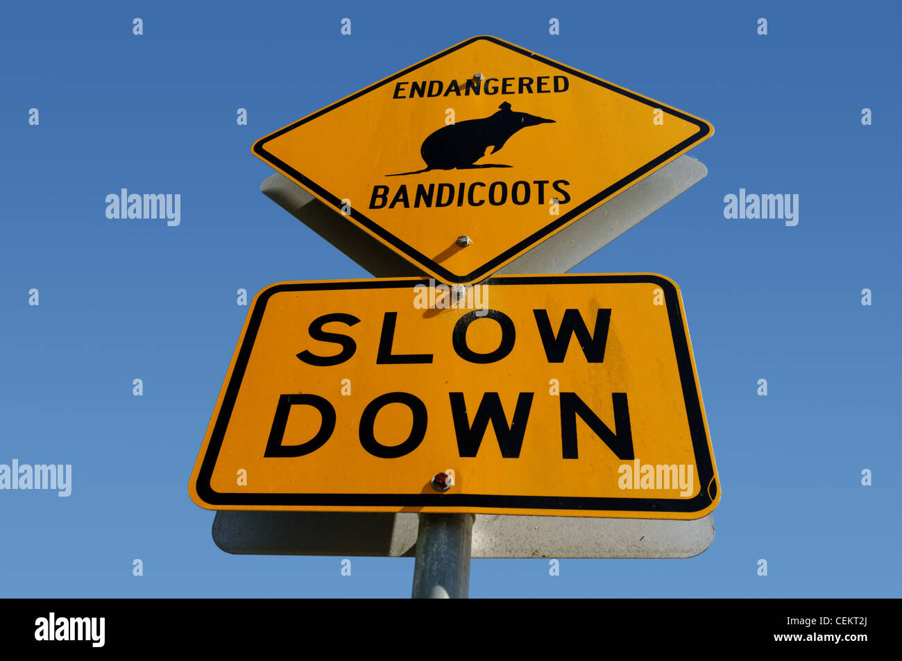 An Australian sign saying 'endangered bandicoots-slow down' in Sydney ...