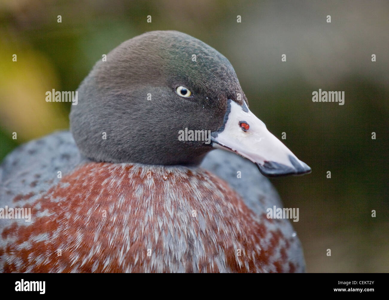 Blue Duck (hymenolaimus malacorhynchos Stock Photo - Alamy
