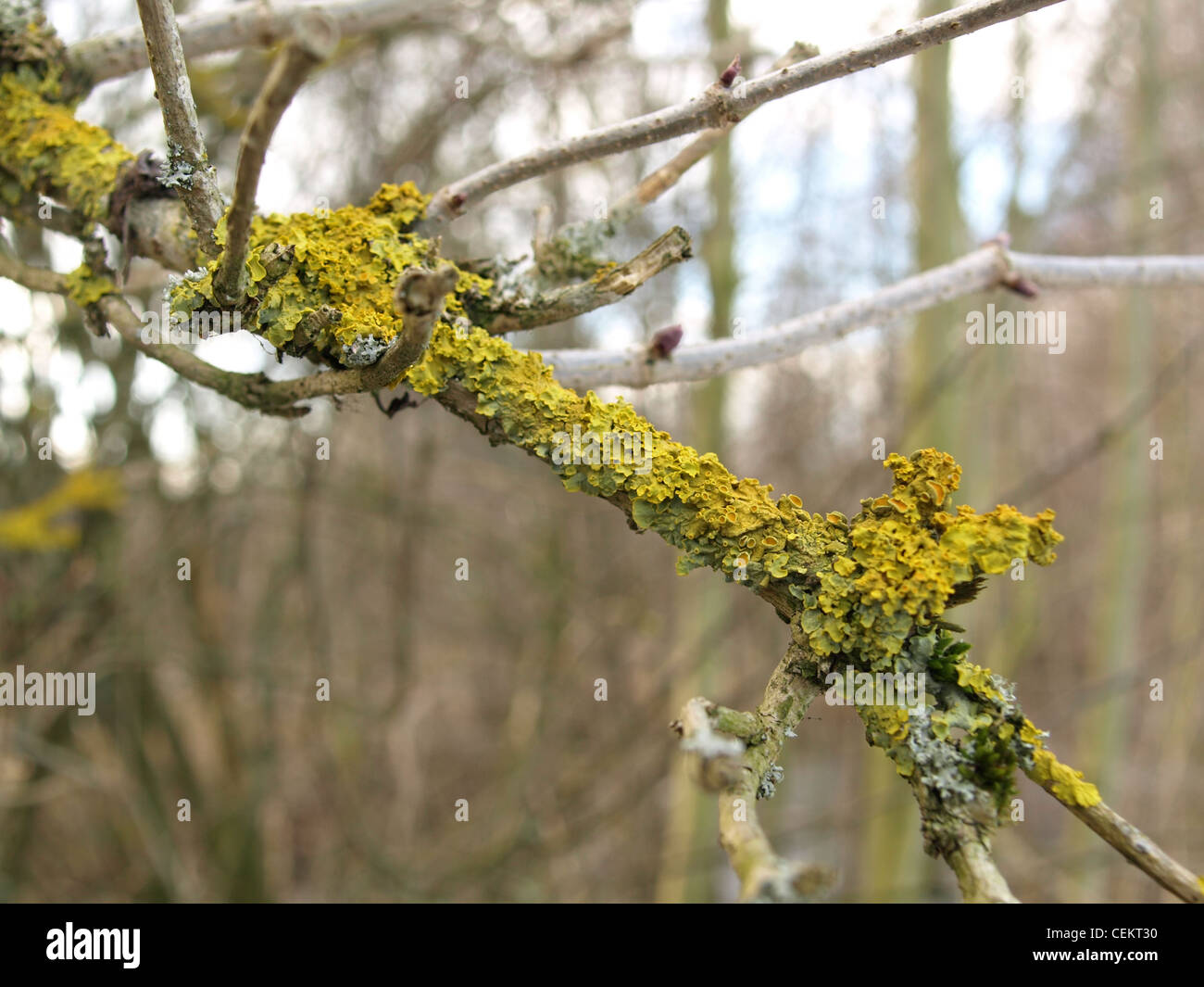 common orange lichen, yellow scale, shore lichen / Xanthoria parietina ...