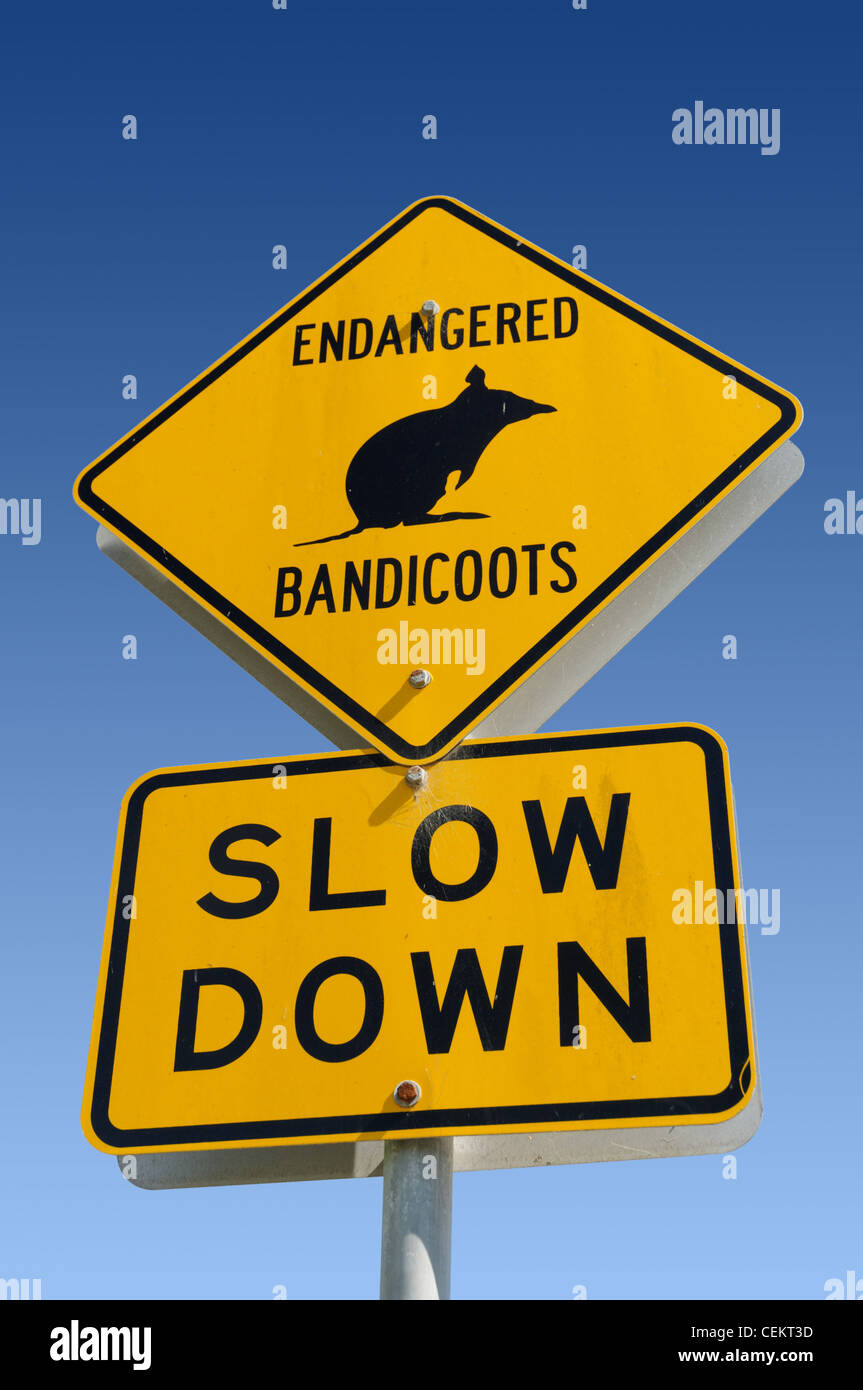 An Australian sign saying 'endangered bandicoots-slow down' in Sydney ...