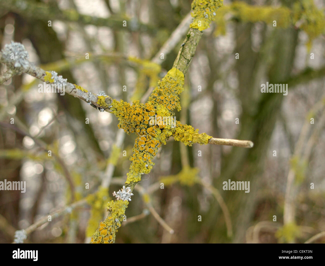 common orange lichen, yellow scale, shore lichen / Xanthoria parietina ...