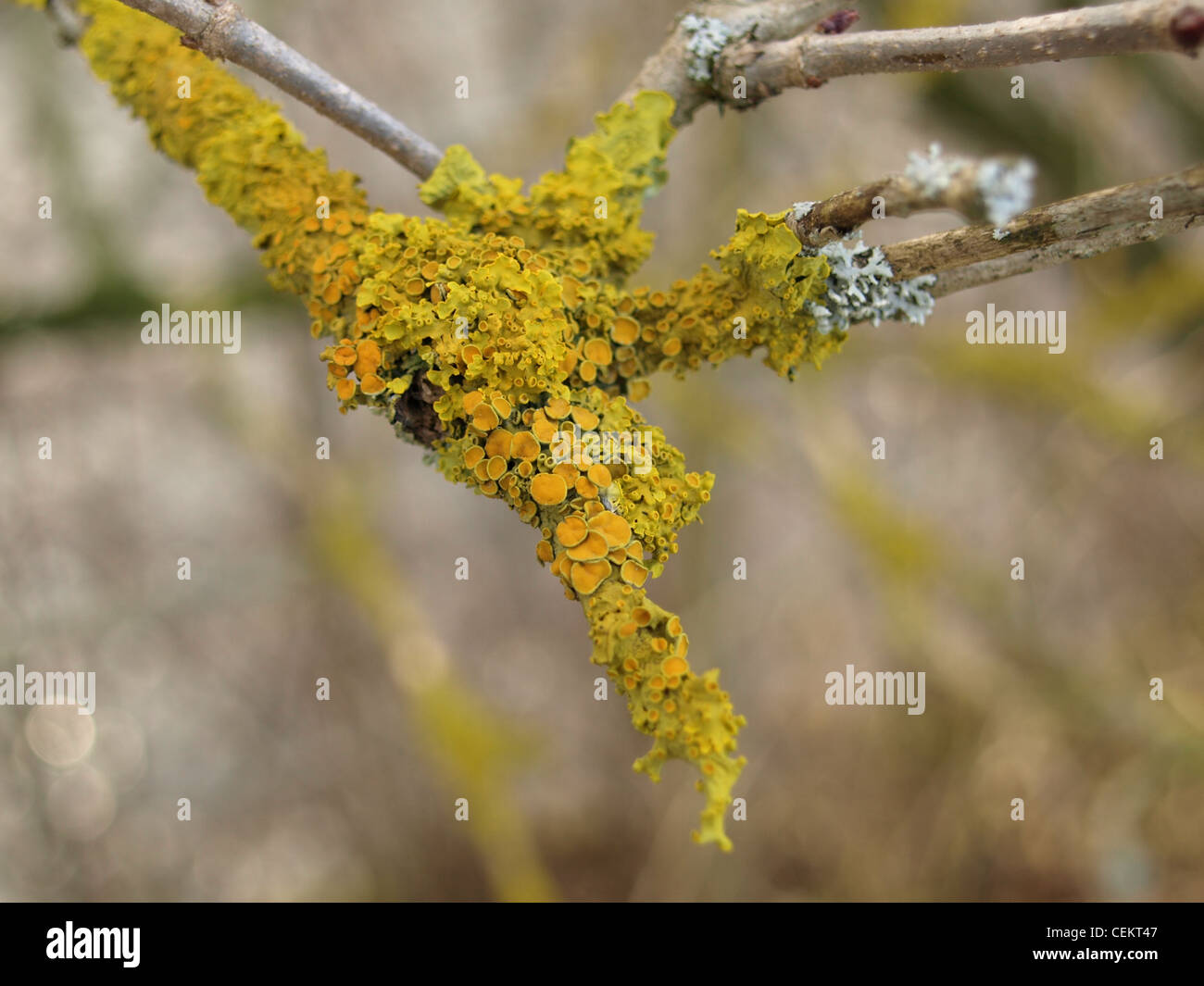 common orange lichen, yellow scale, shore lichen / Xanthoria parietina ...