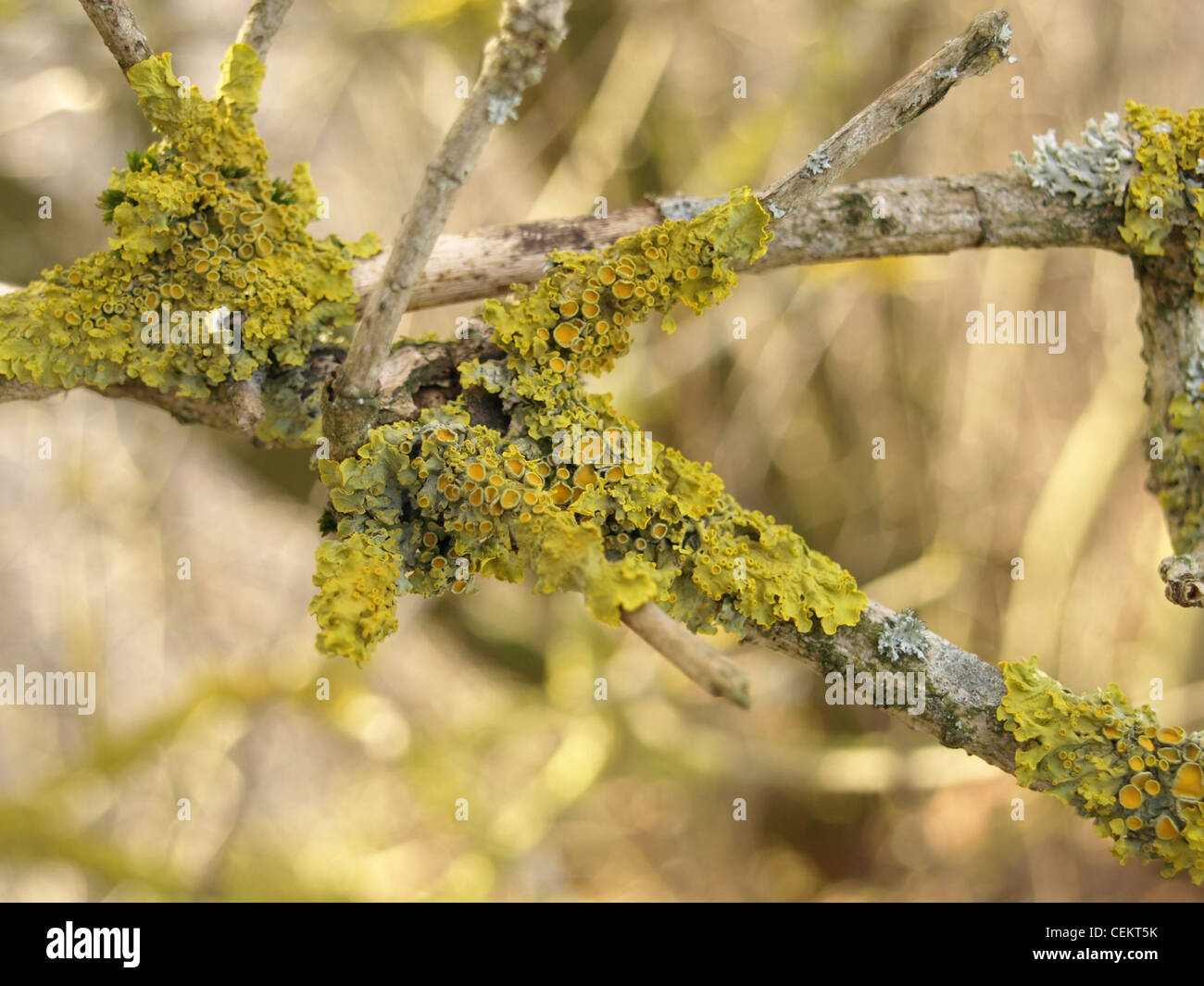 common orange lichen, yellow scale, shore lichen / Xanthoria parietina ...