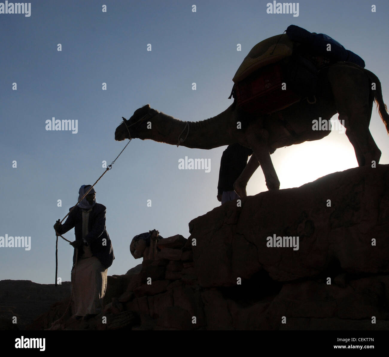 Arab Bedouin desert nomad and camel Stock Photo - Alamy