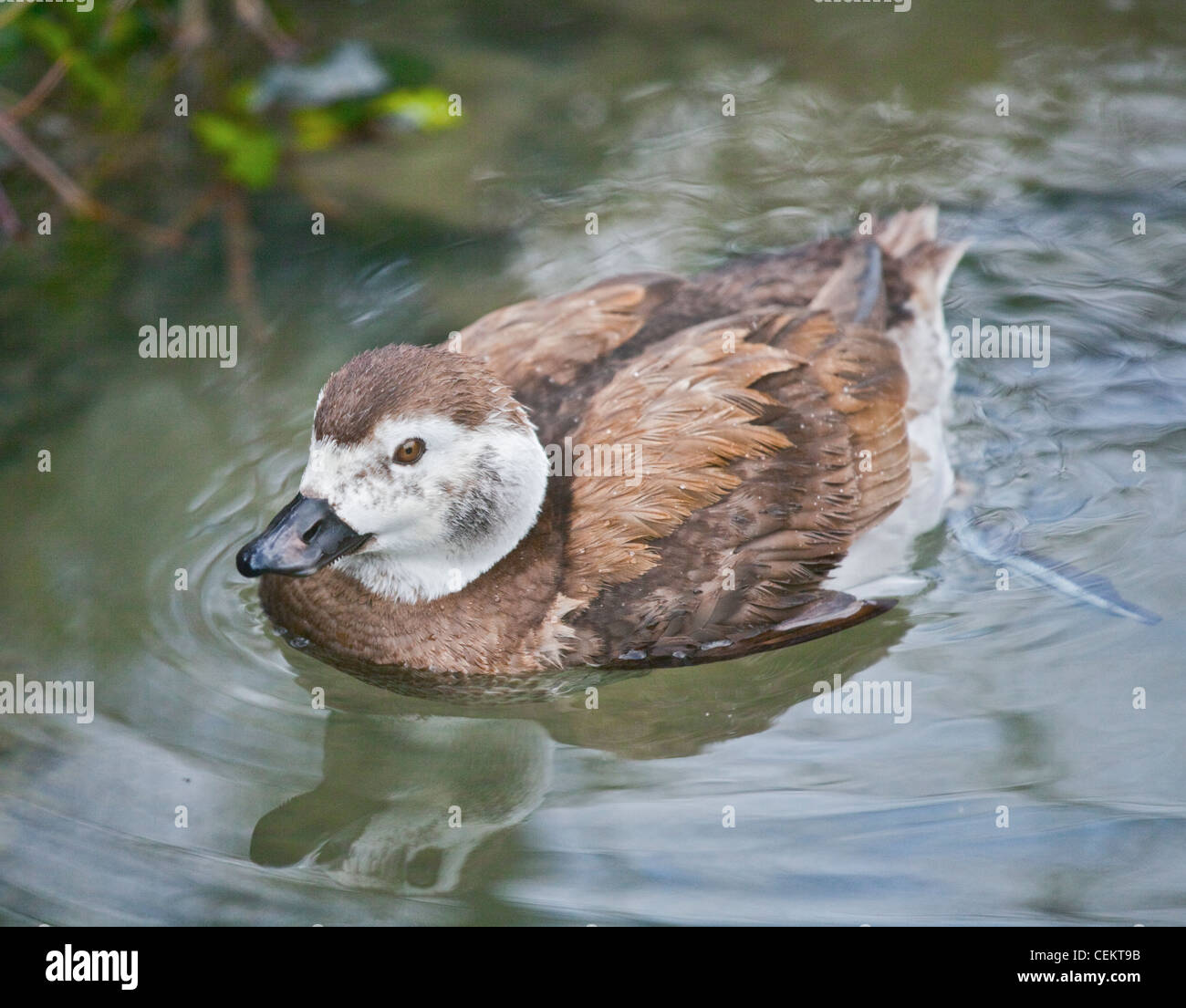 Female long tailed duck hi-res stock photography and images - Alamy
