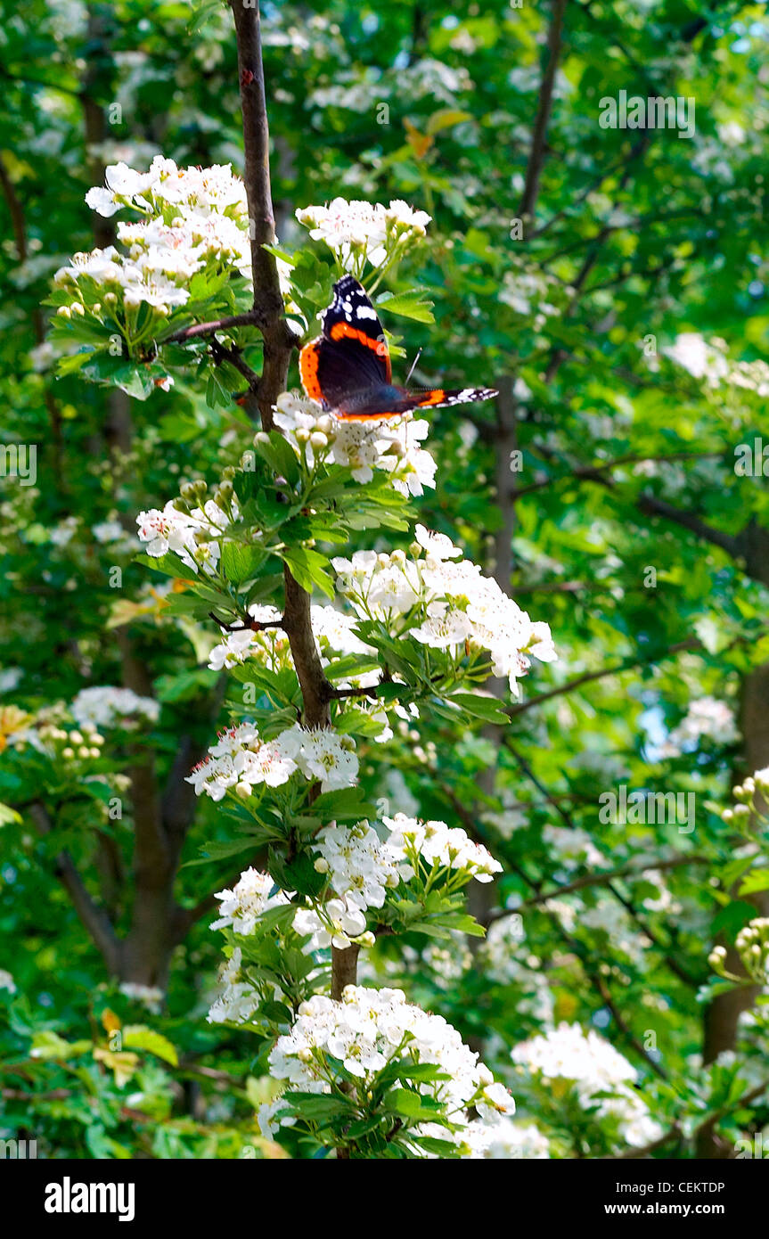 Butterfly in a tree hi-res stock photography and images - Alamy