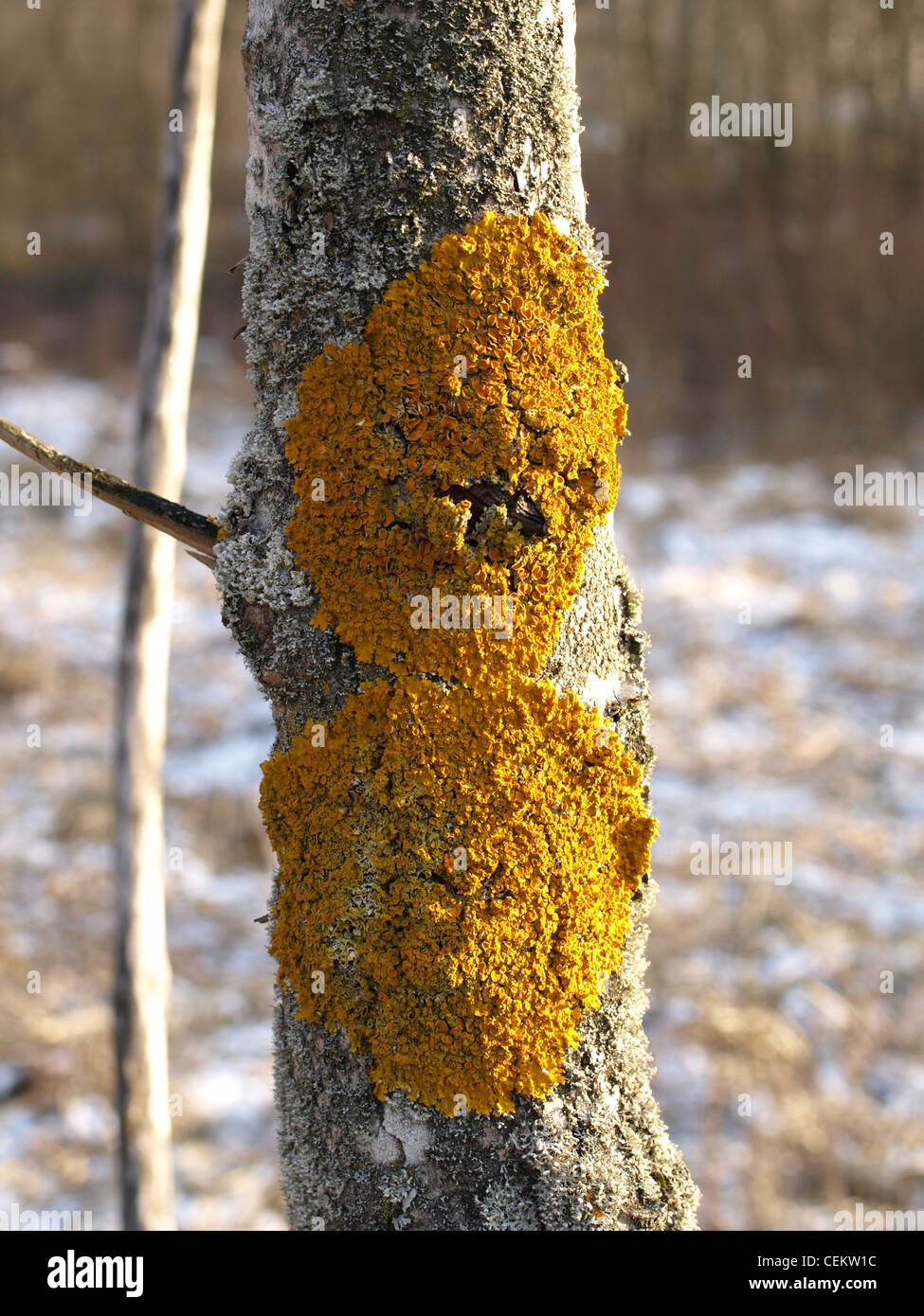 common orange lichen, yellow scale, shore lichen / Xanthoria parietina ...