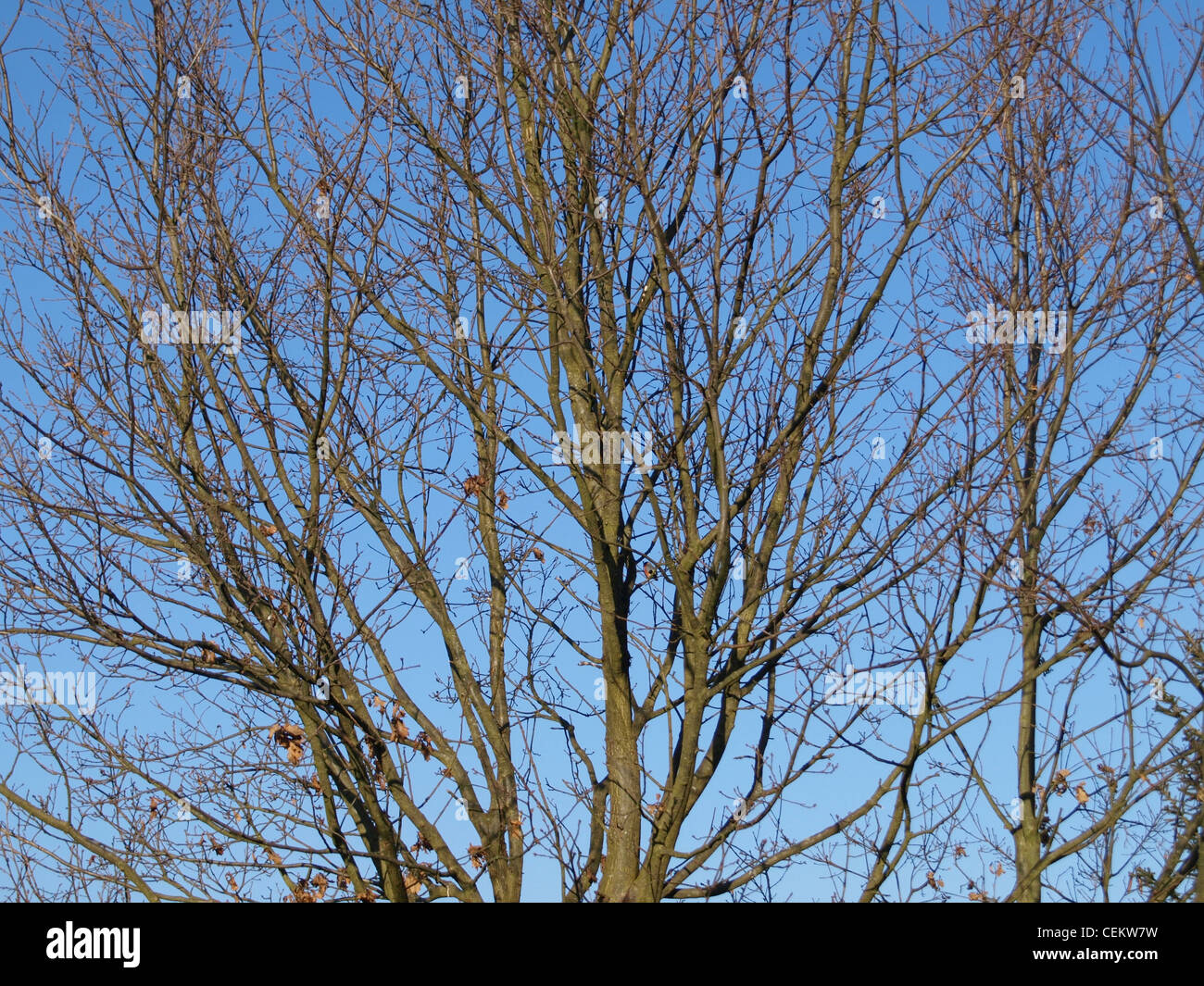 English Oak, tree in winter with blue sky / Quercus robur / Stiel-Eiche ...