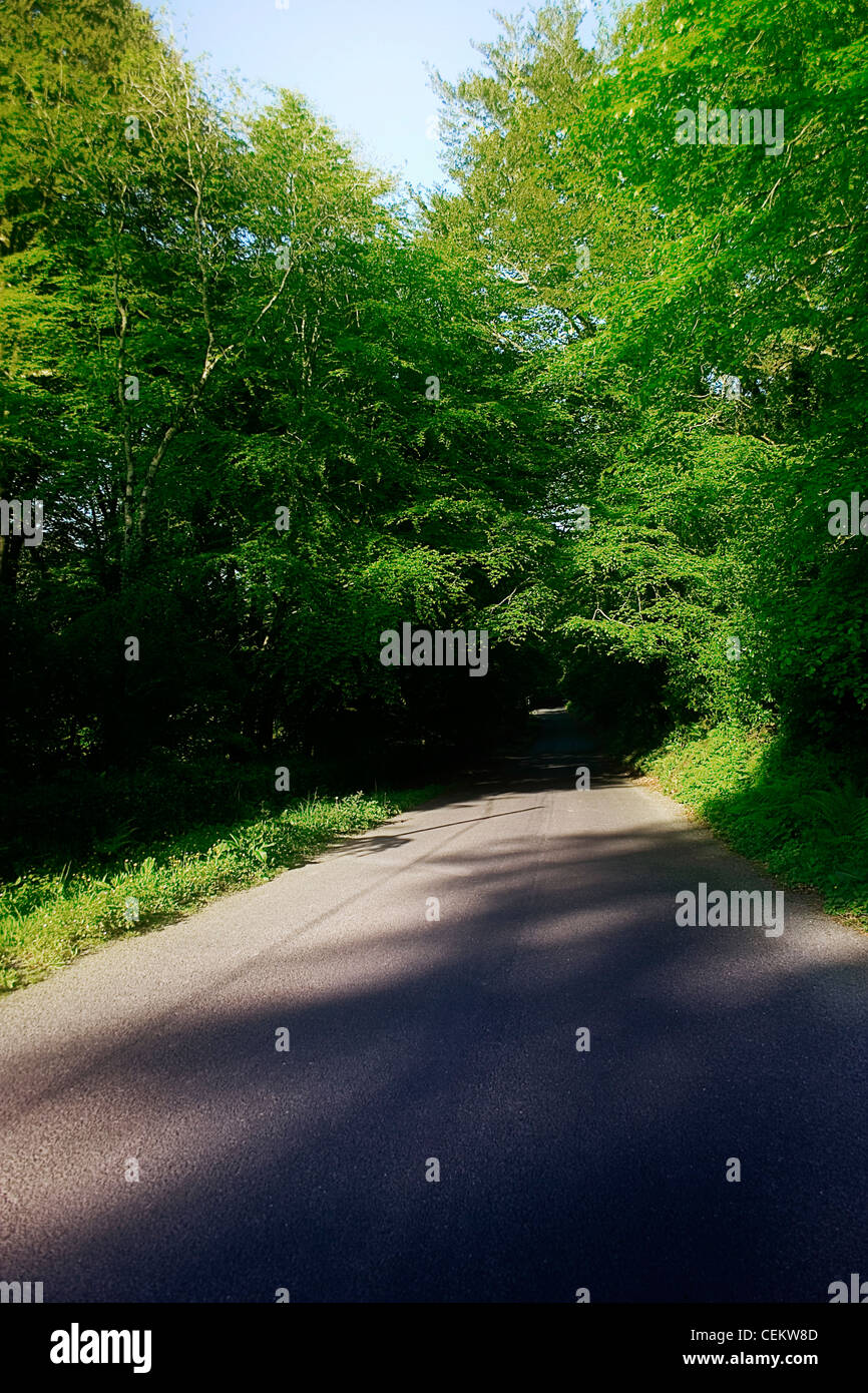 Country Road & Trees, Stradbally, Co Waterford, Ireland Stock Photo - Alamy