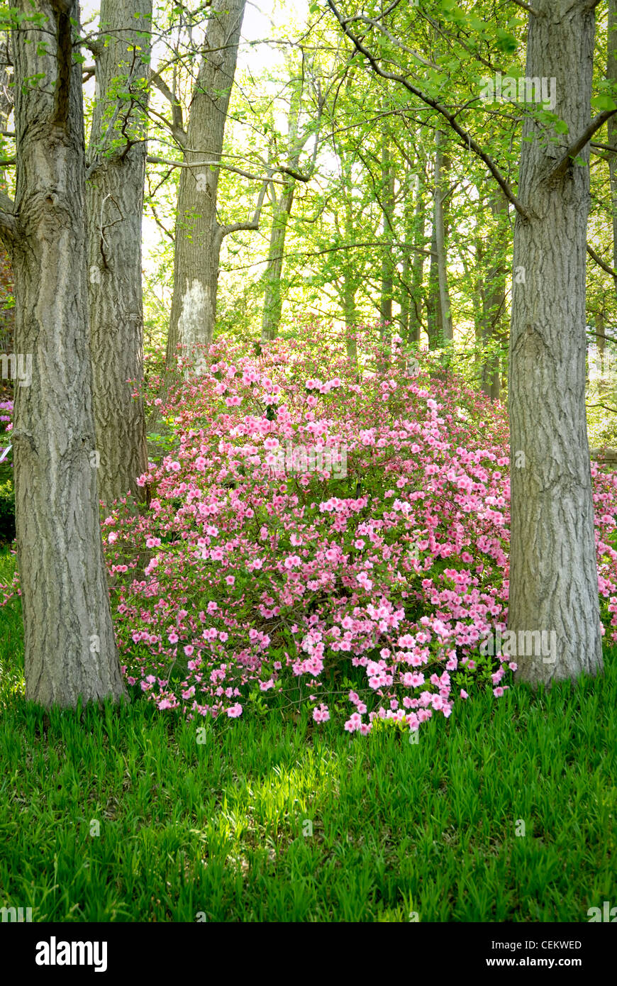 A pink Azalea bush between two trees, in a wooded area. Location: St ...