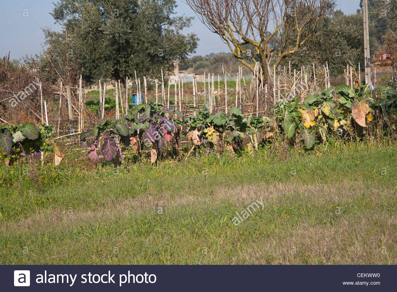 Cabbage Plot High Resolution Stock Photography and Images - Alamy