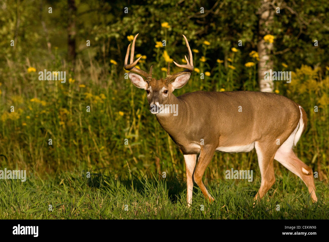 White-tailed buck in autumn Stock Photo - Alamy