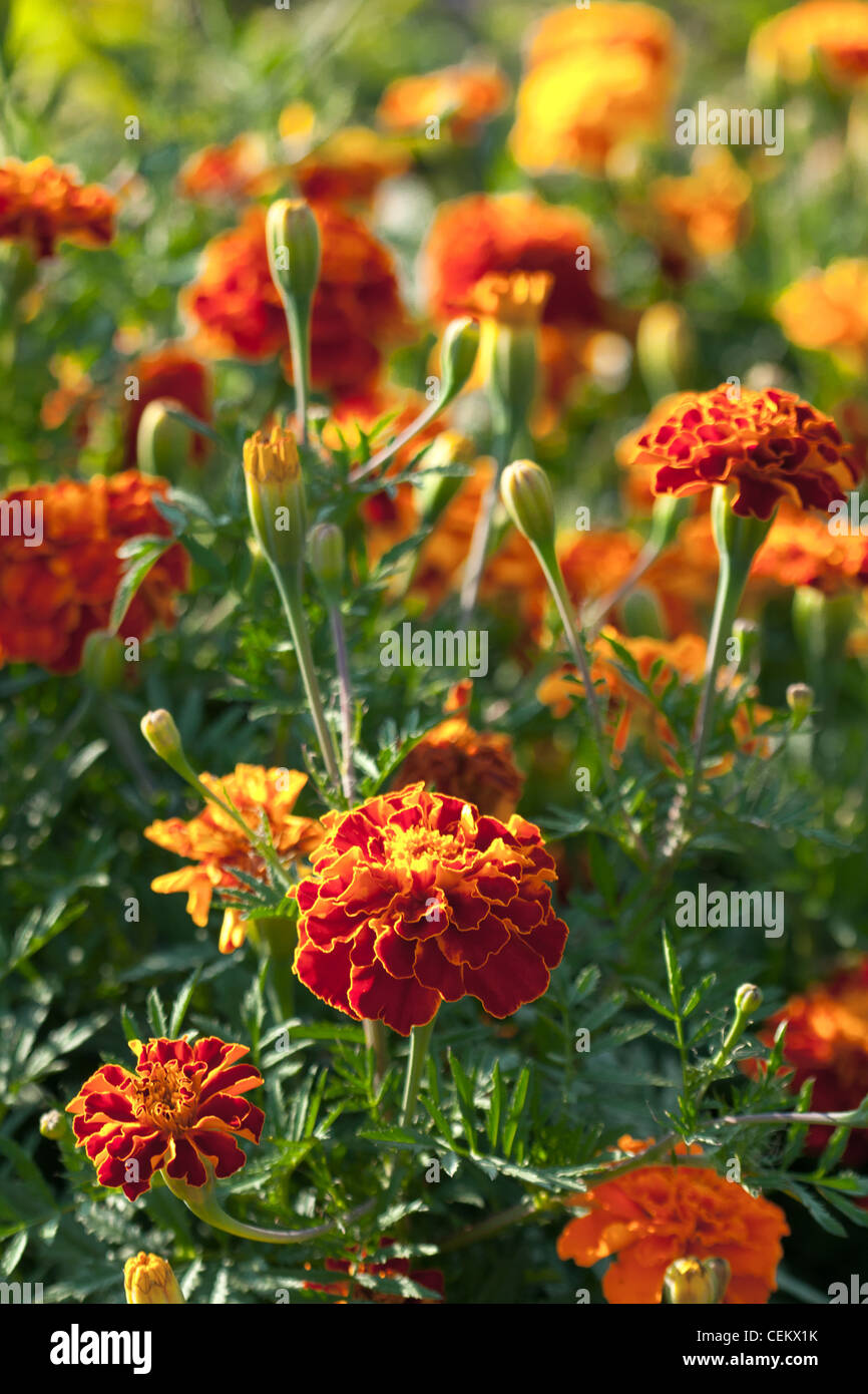 Red Yellow Marigold close up in green nature Stock Photo - Alamy