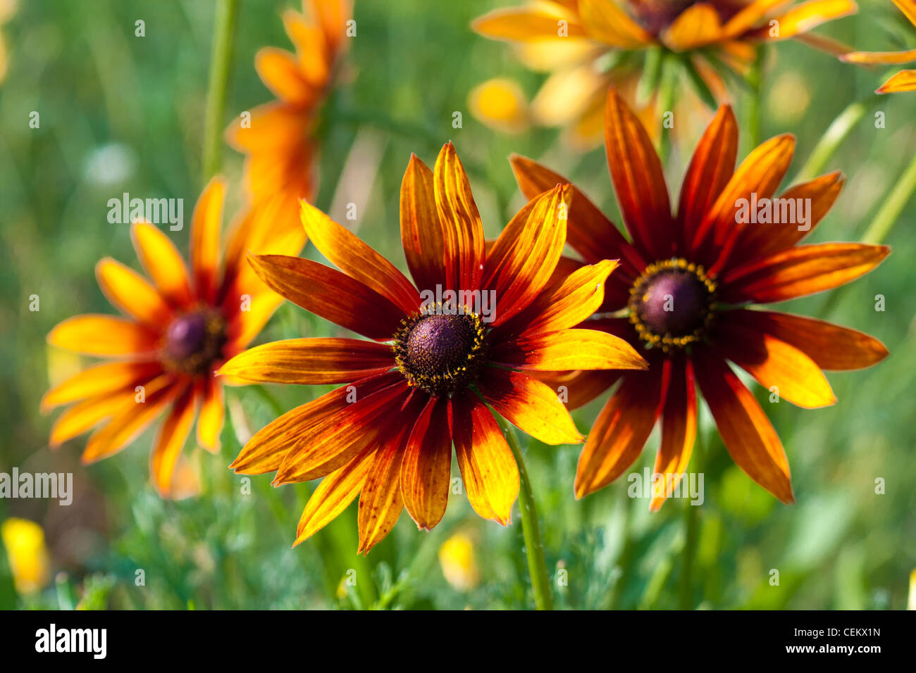 Red Yellow Rudbeckia flower in nature Stock Photo - Alamy