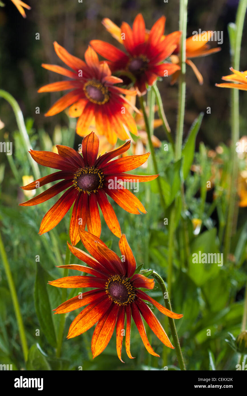 Red Yellow Rudbeckia flower in nature Stock Photo - Alamy