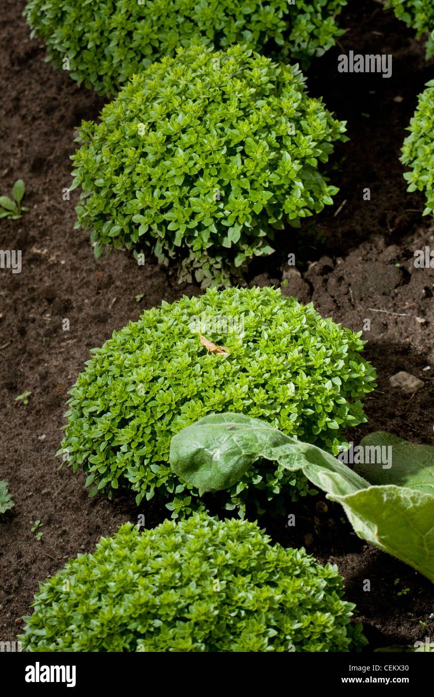 Basil plant in garden close up Stock Photo - Alamy