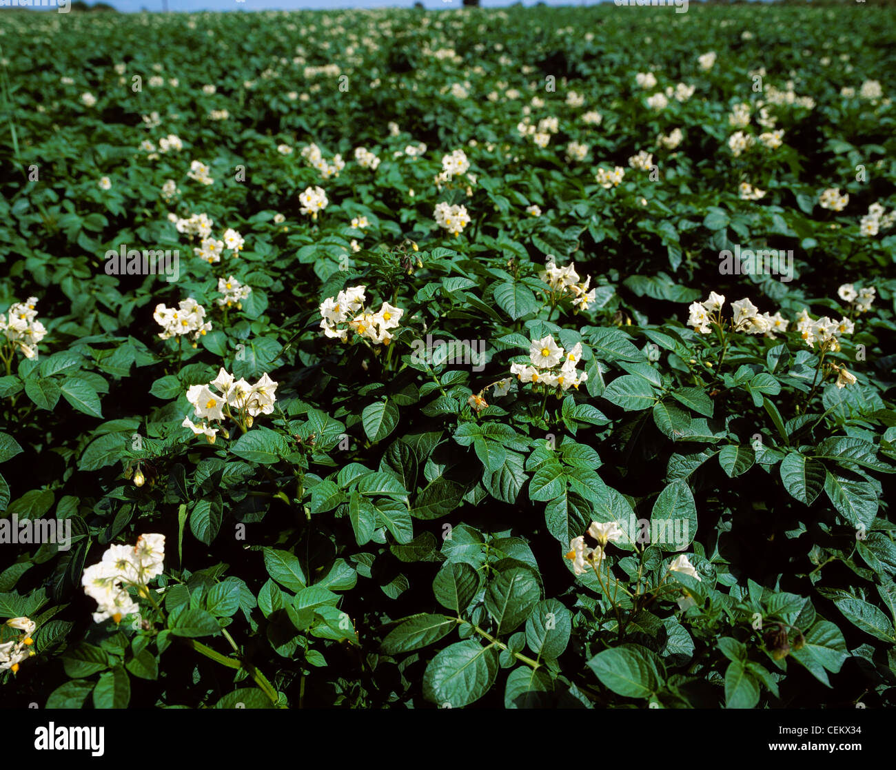 Potato farming ireland hi-res stock photography and images - Alamy