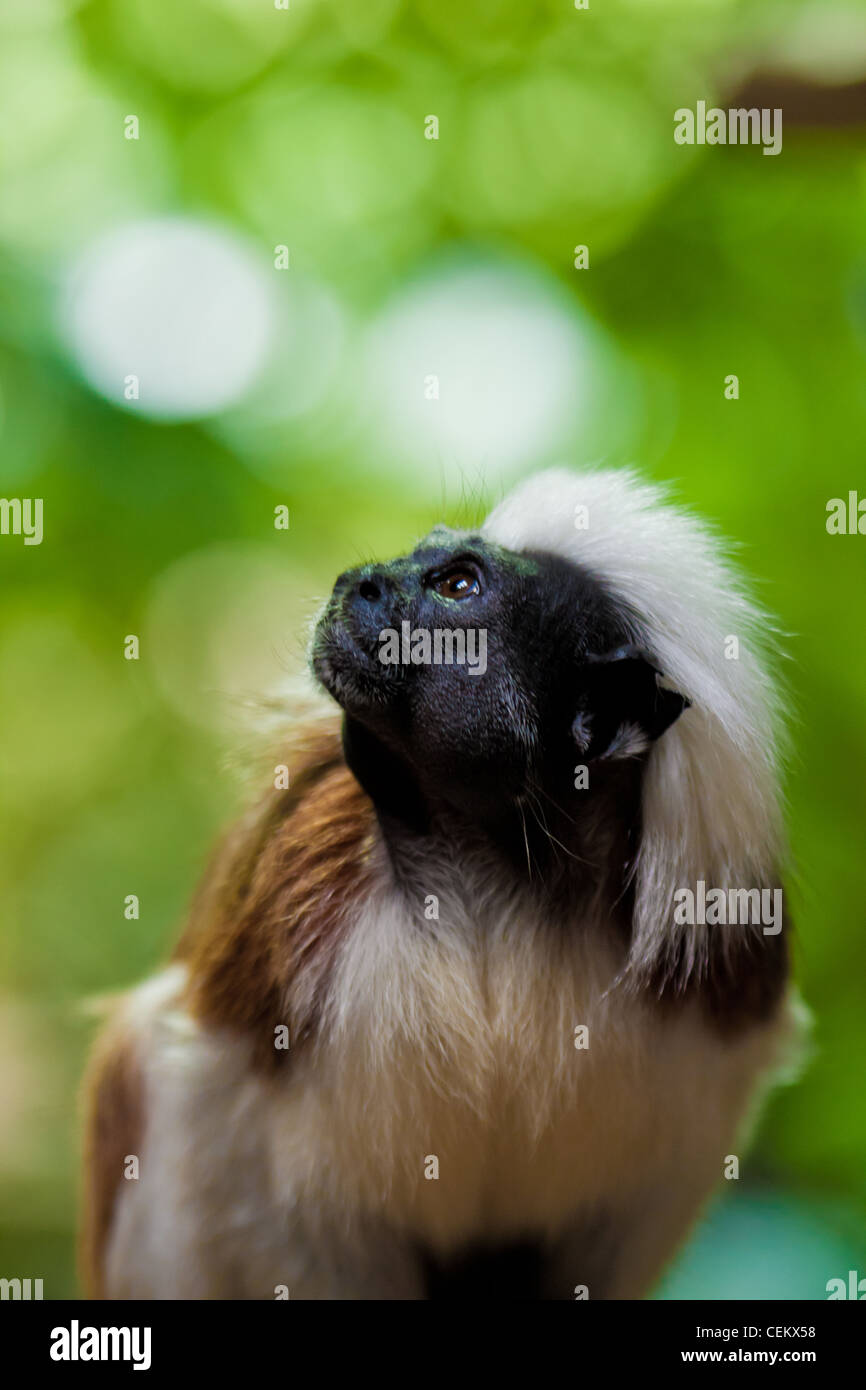 Tamarins hi-res stock photography and images - Alamy