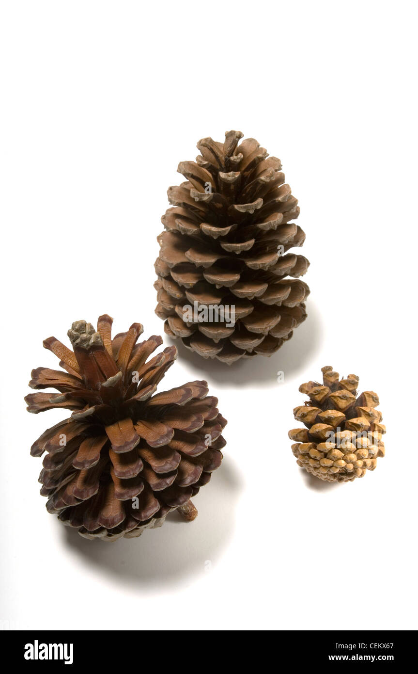 Open cones Cut Out Stock Images & Pictures - Alamy