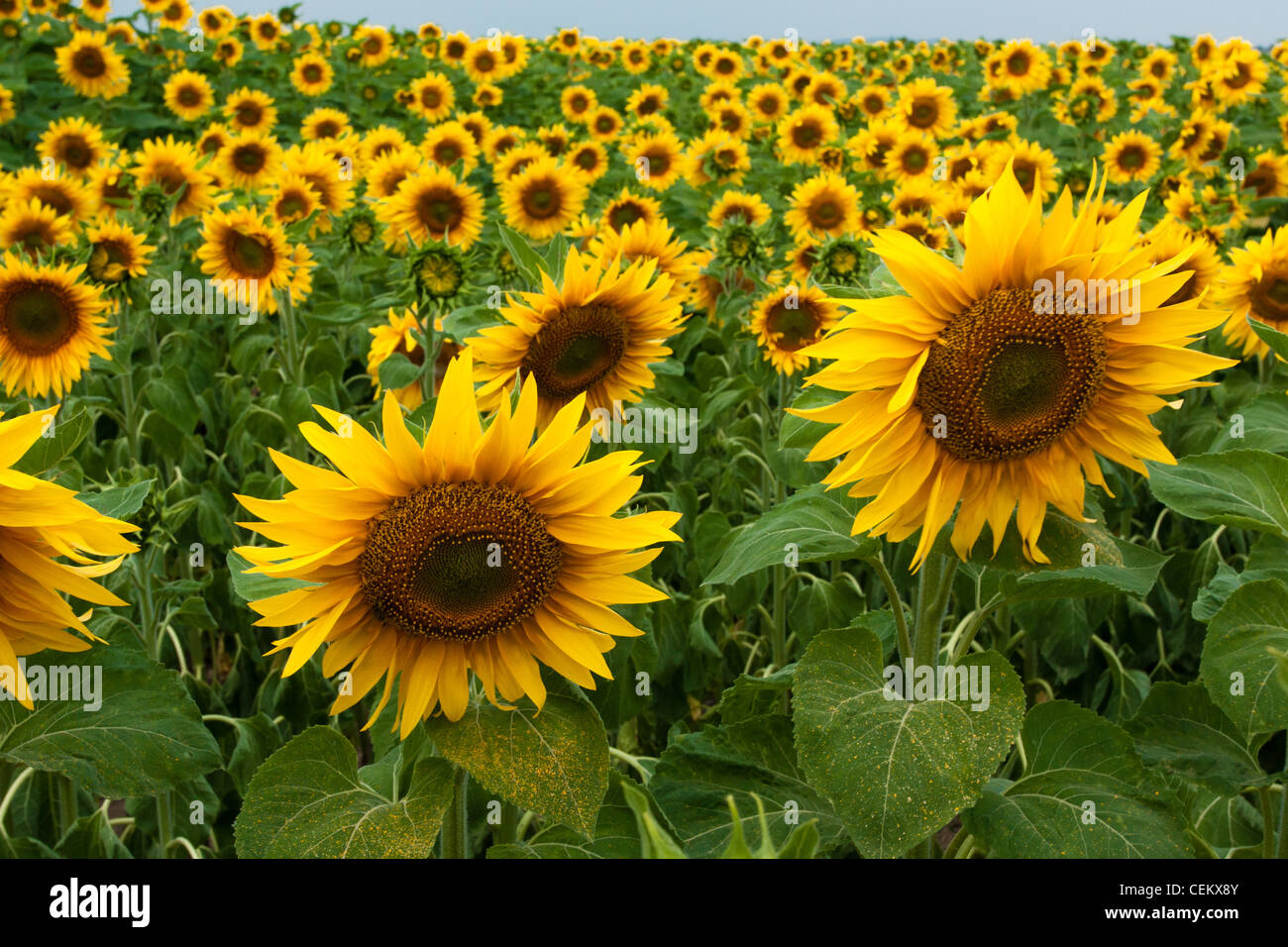 Sunflower field in nature Stock Photo - Alamy