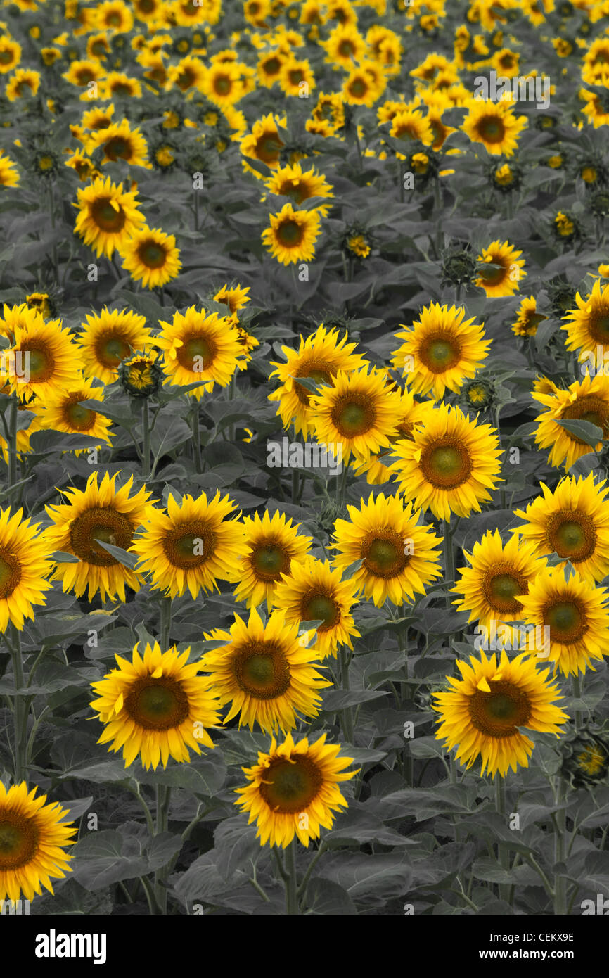 Sunflower field in nature Stock Photo - Alamy