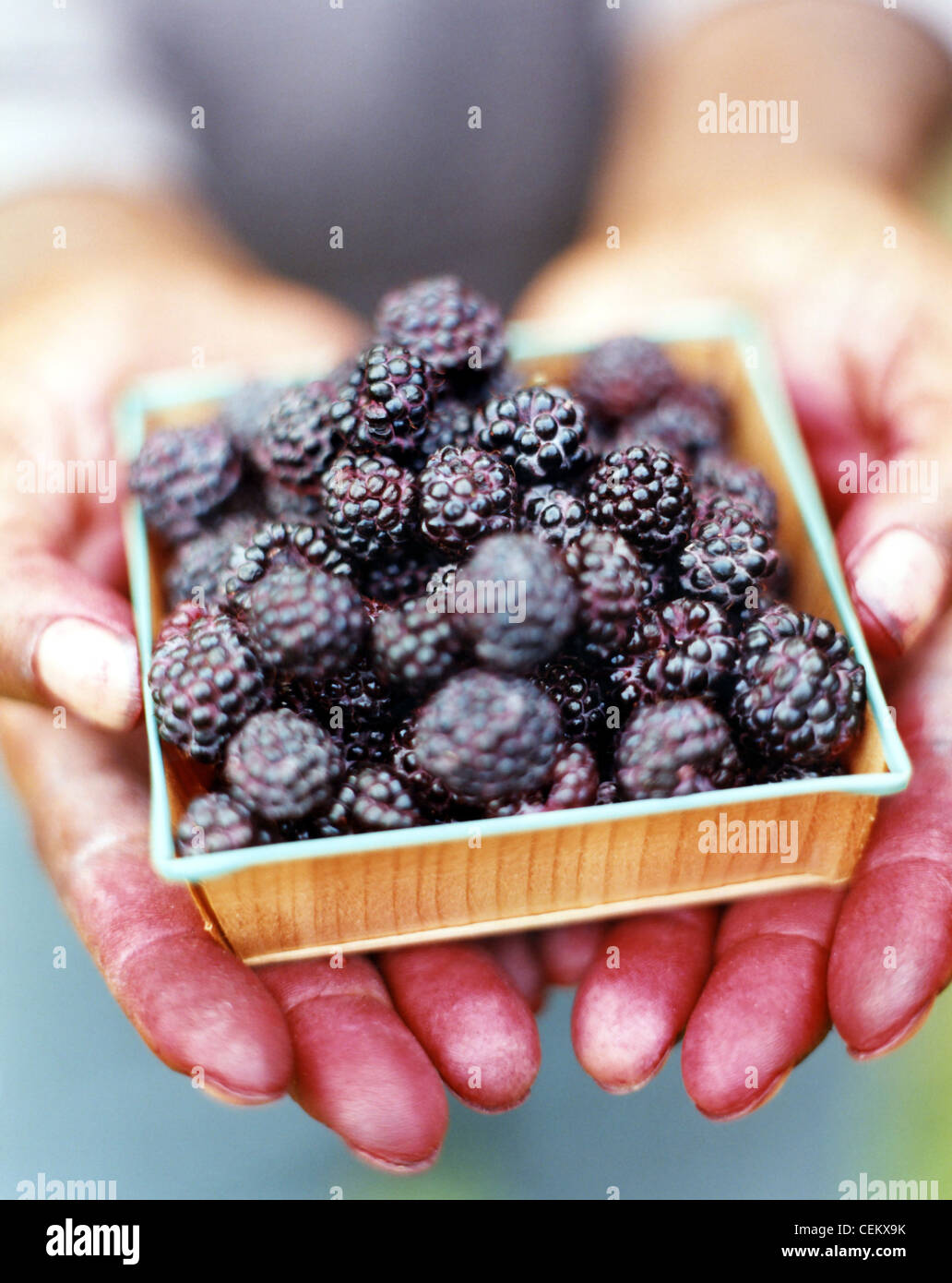 Punnet of blackberries hi-res stock photography and images - Alamy