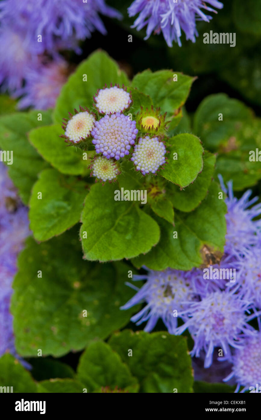 Blue ageratum plant hi-res stock photography and images - Alamy