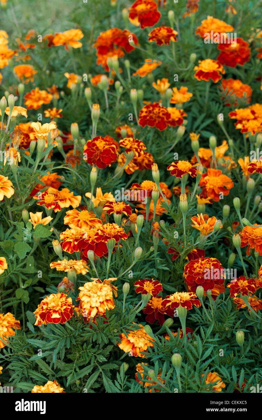Marigold in nature hi-res stock photography and images - Alamy