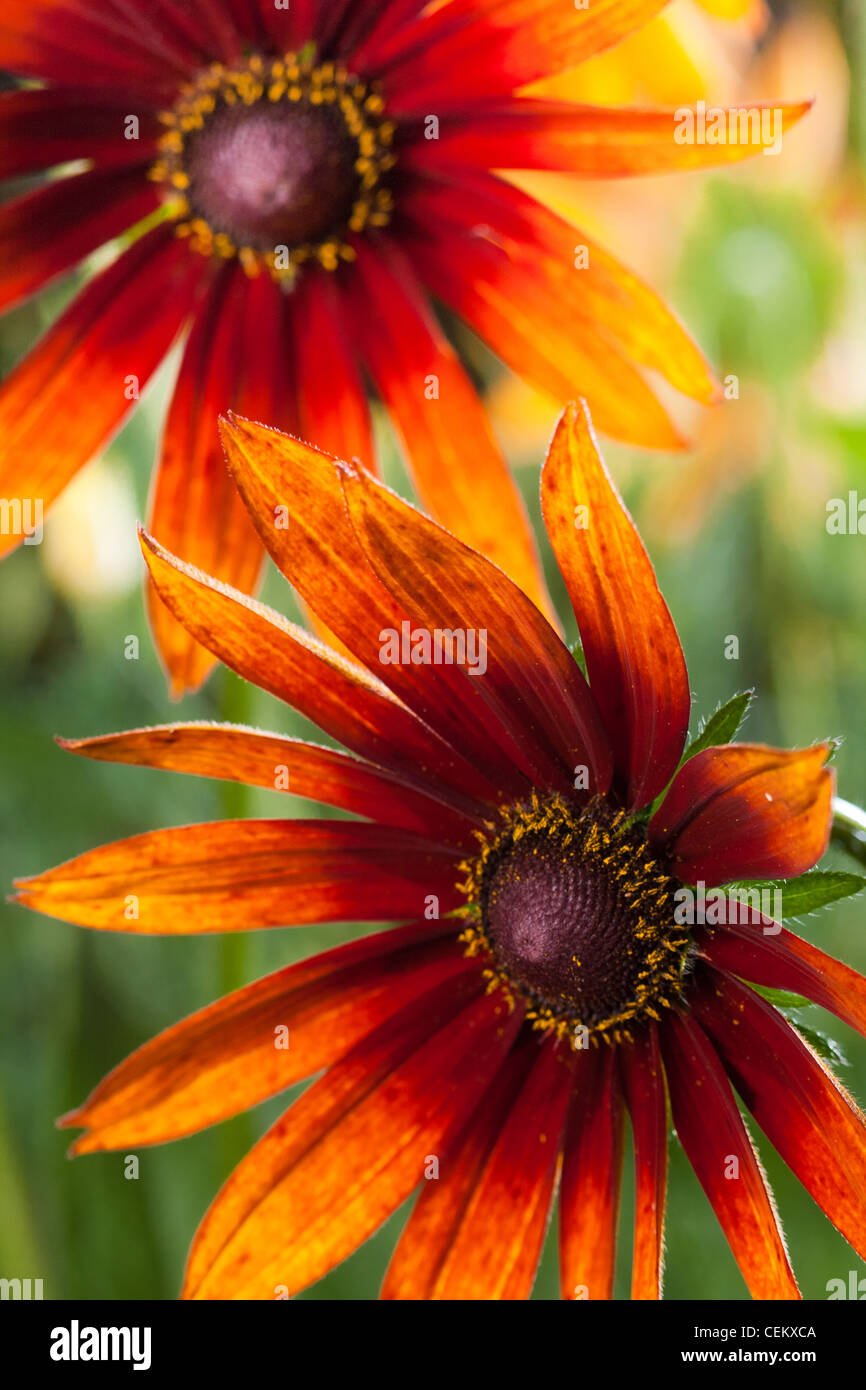 Red Yellow Rudbeckia flower in nature Stock Photo - Alamy