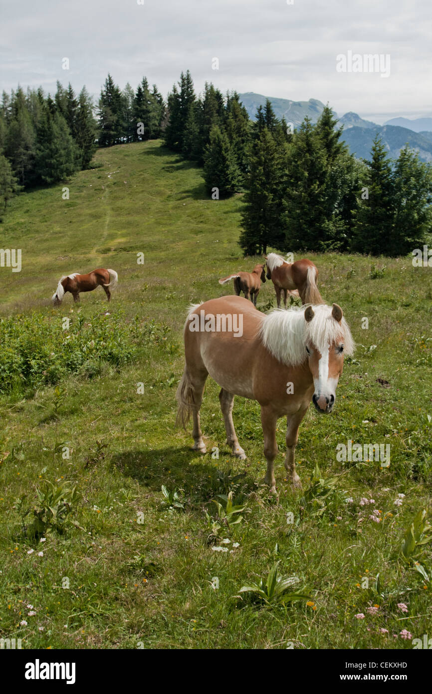 Horse family hi-res stock photography and images - Alamy