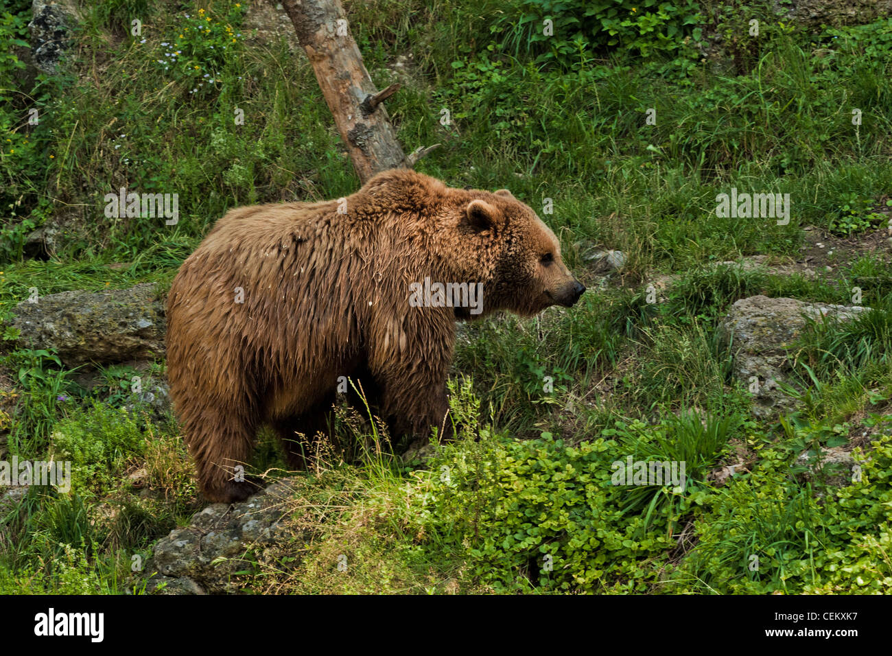 Bear portrait in Salzburg zoo in Austria Stock Photo - Alamy