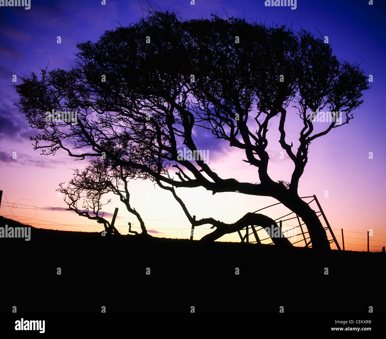 Bent silhouettes hi-res stock photography and images - Alamy