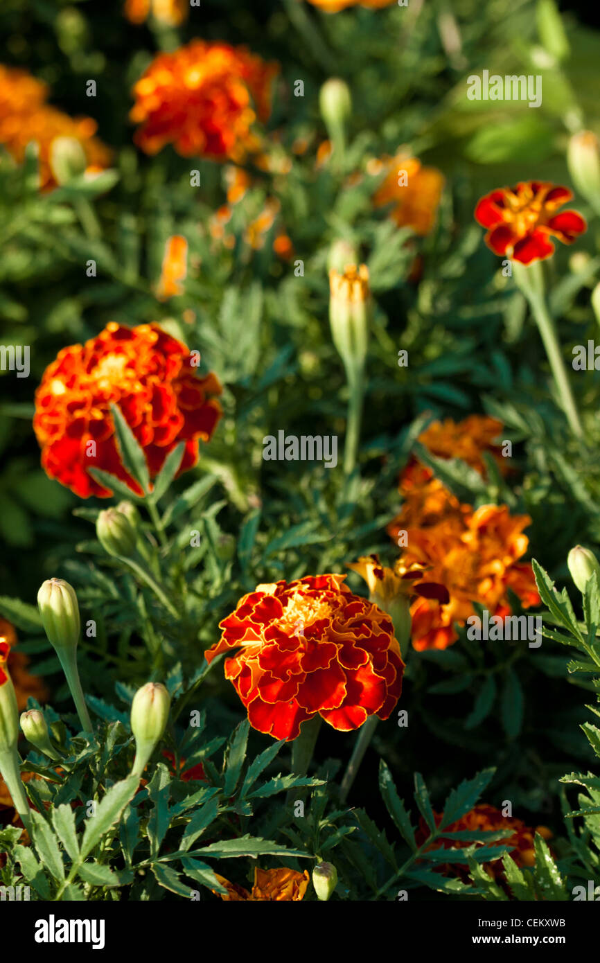 Marigold in nature hi-res stock photography and images - Alamy