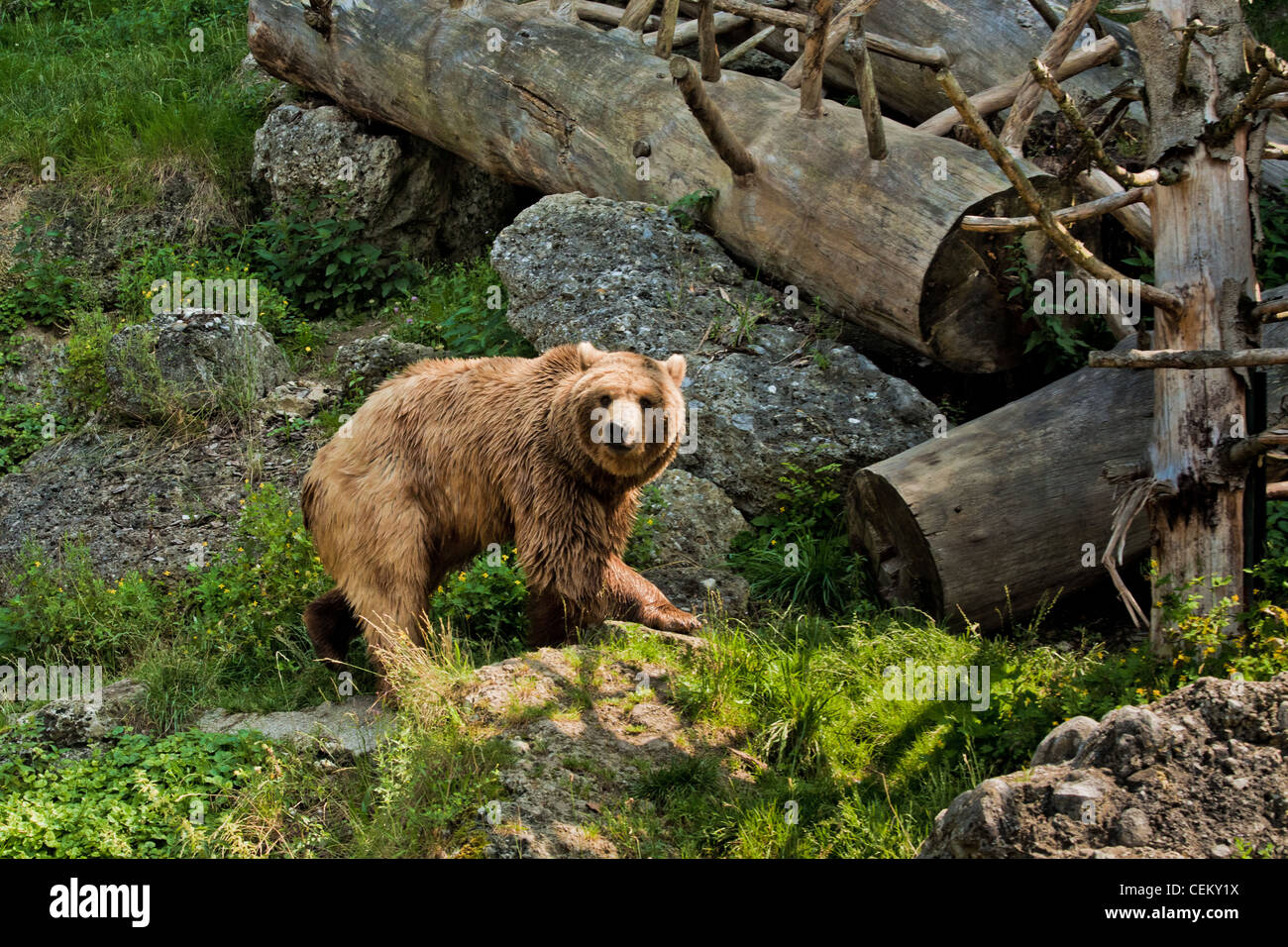 Bear portrait in Salzburg zoo in Austria Stock Photo - Alamy