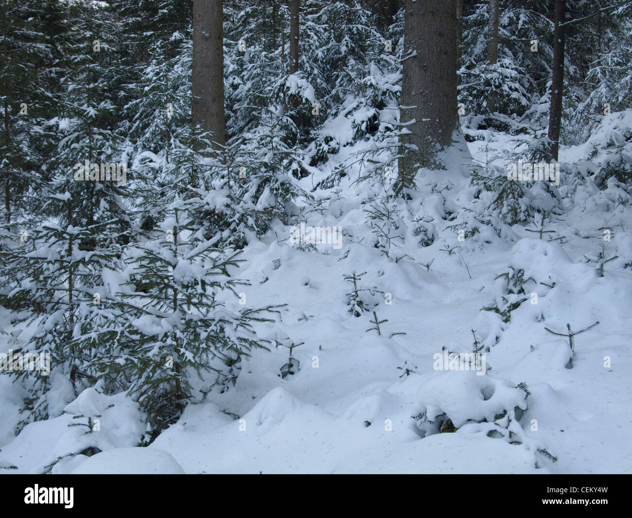 Verschneiter hi-res stock photography and images - Alamy