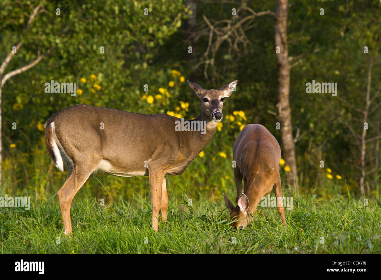 White-tailed doe and fawn Stock Photo - Alamy