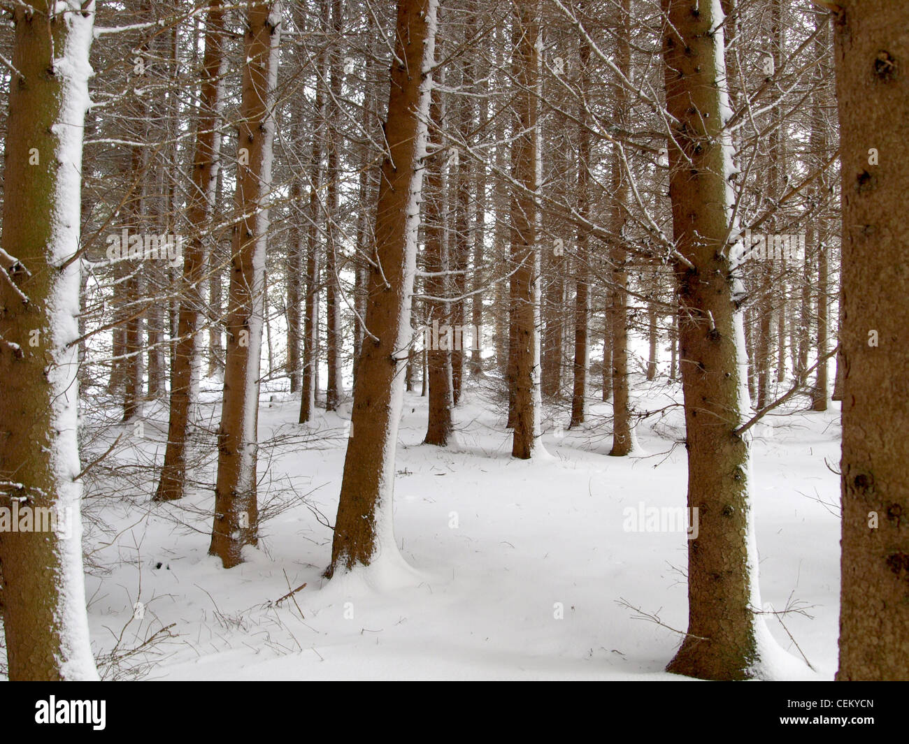 snowy wood / verschneiter Wald Stock Photo - Alamy