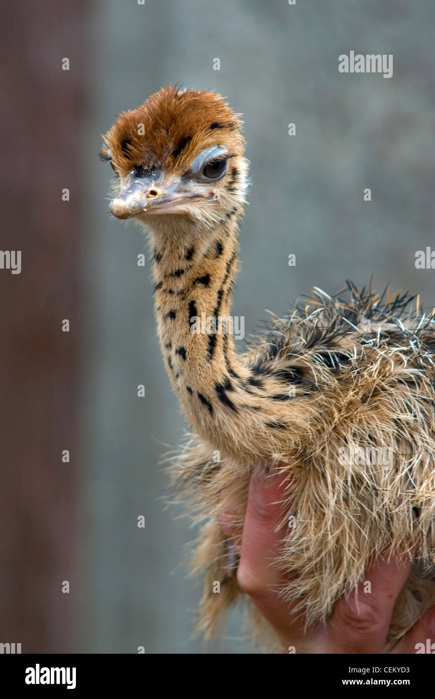 Ostrich Chicken on a Hand at a Ostrich farm in Germany Stock Photo - Alamy