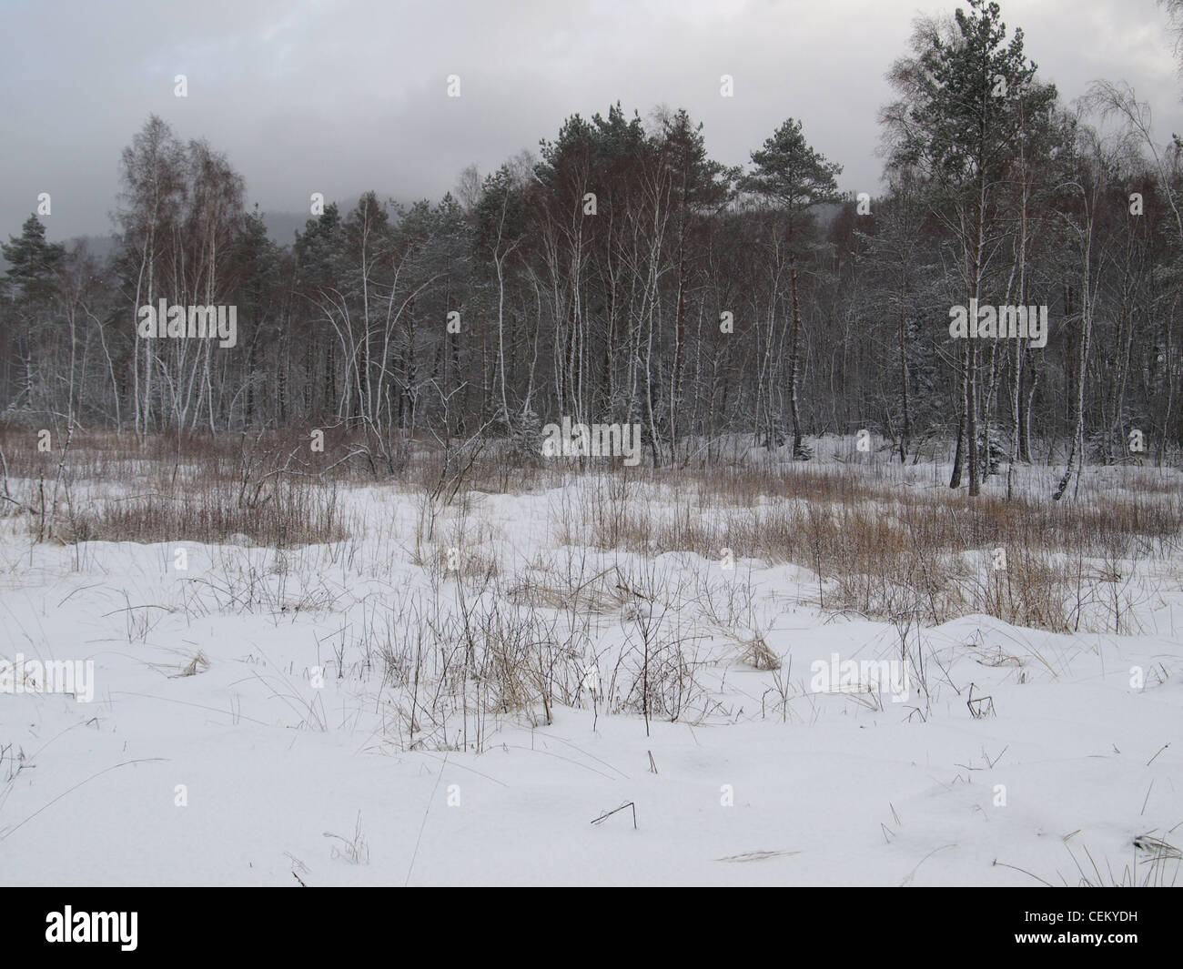 snowy highmoor, hill moor, continental raised bag / Arracher Hochmoor ...